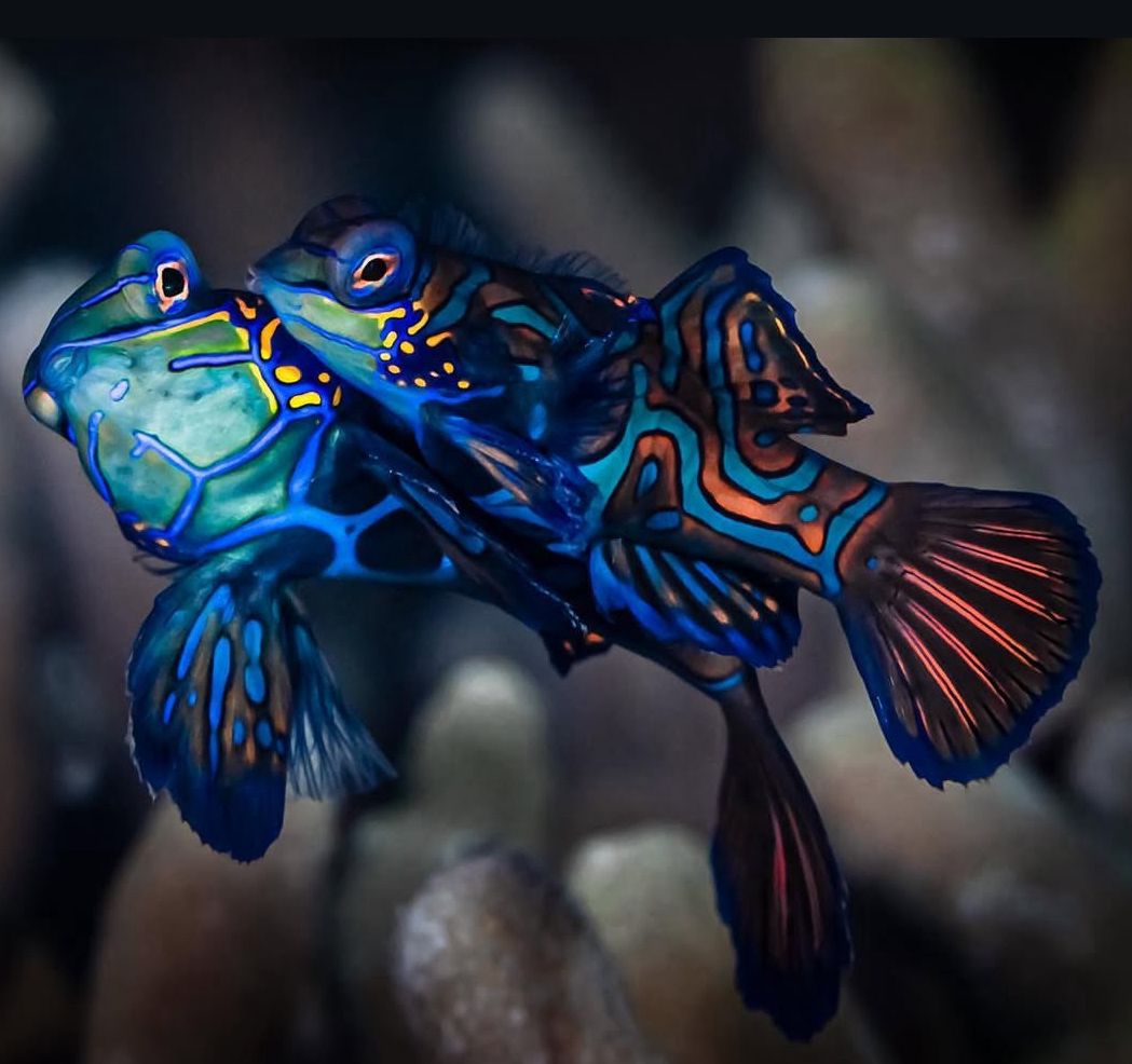 Synchiropus Splendidus (Mandarinfish) | Aqua Planet